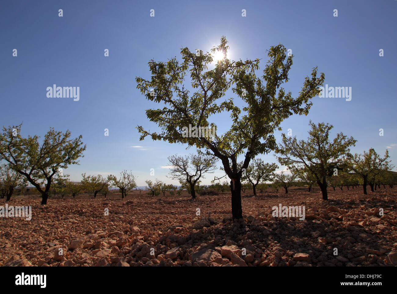 Almond tree farming in Spain Stock Photo - Alamy