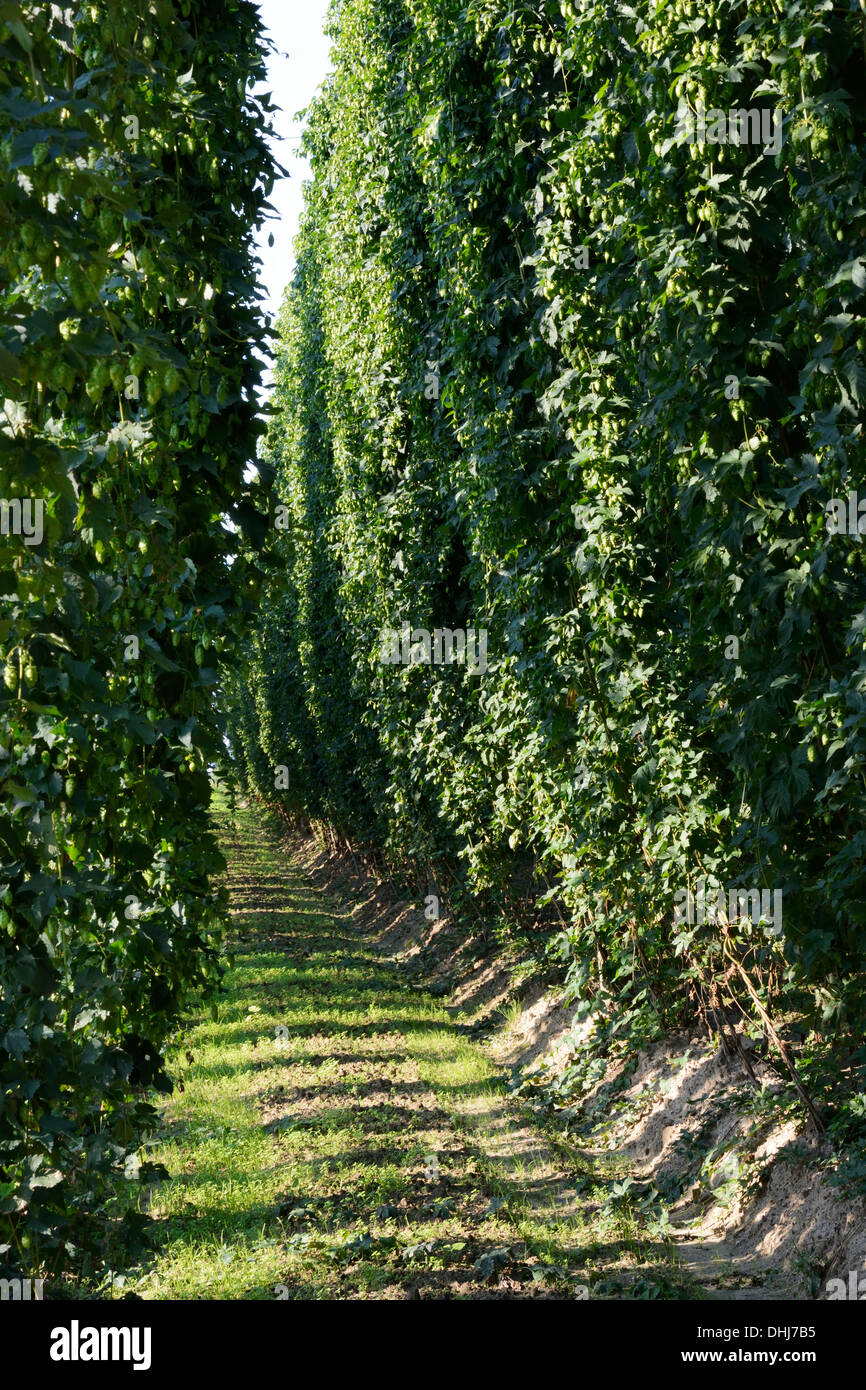 Hop raising hi-res stock photography and images - Alamy
