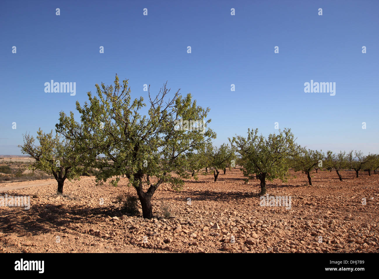 Almond tree farming in Spain Stock Photo - Alamy