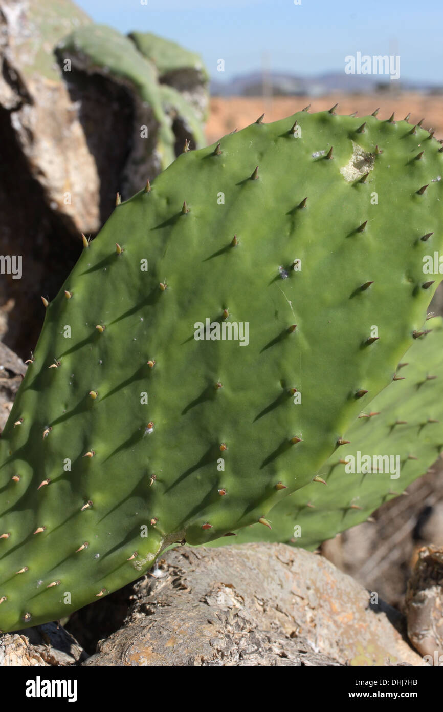 Cactus in Murcia, Spain Stock Photo - Alamy