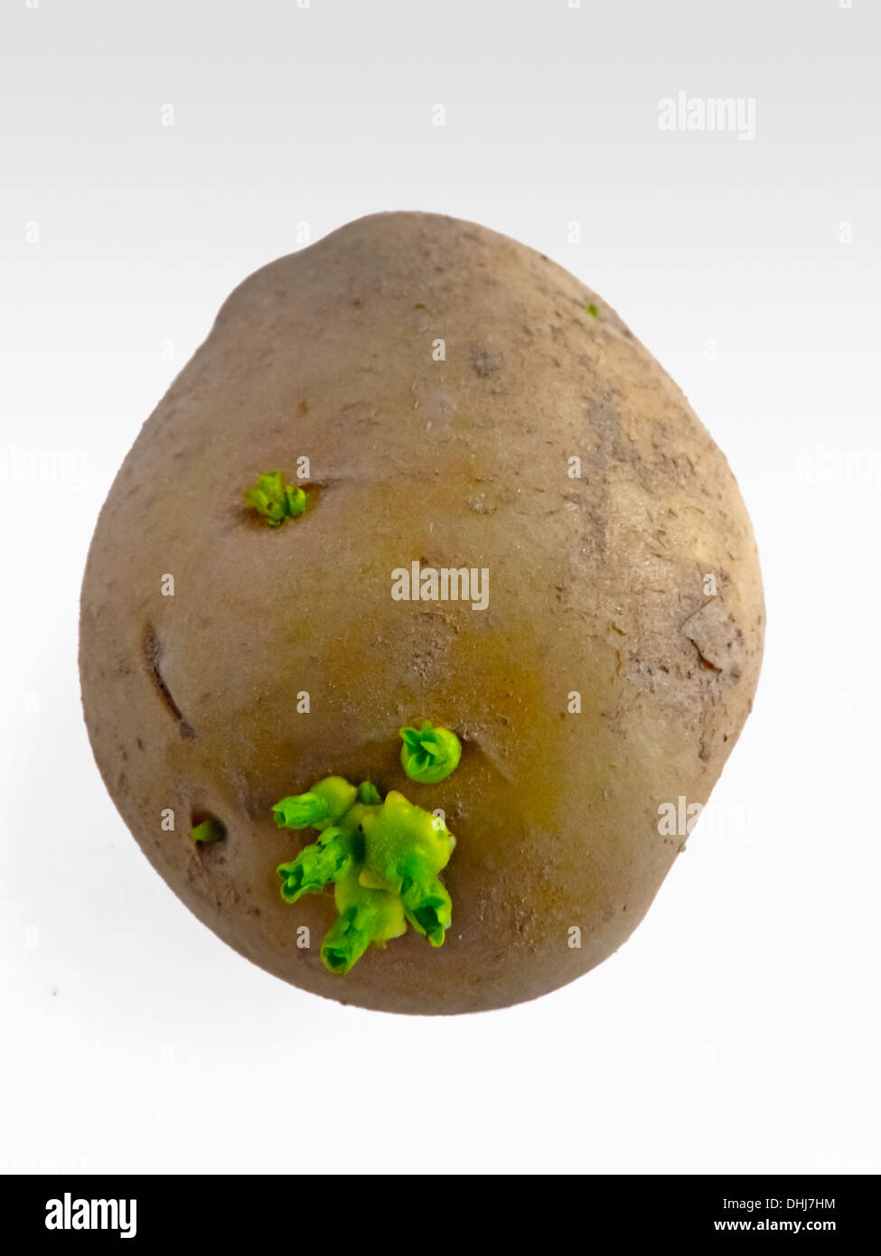 Potato, Solanum tuberosum L with sprouts Stock Photo - Alamy