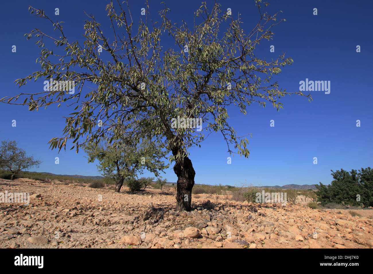 Almond tree farming in Spain Stock Photo - Alamy