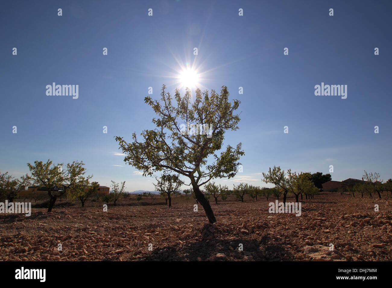 Almond tree farming in Spain Stock Photo - Alamy