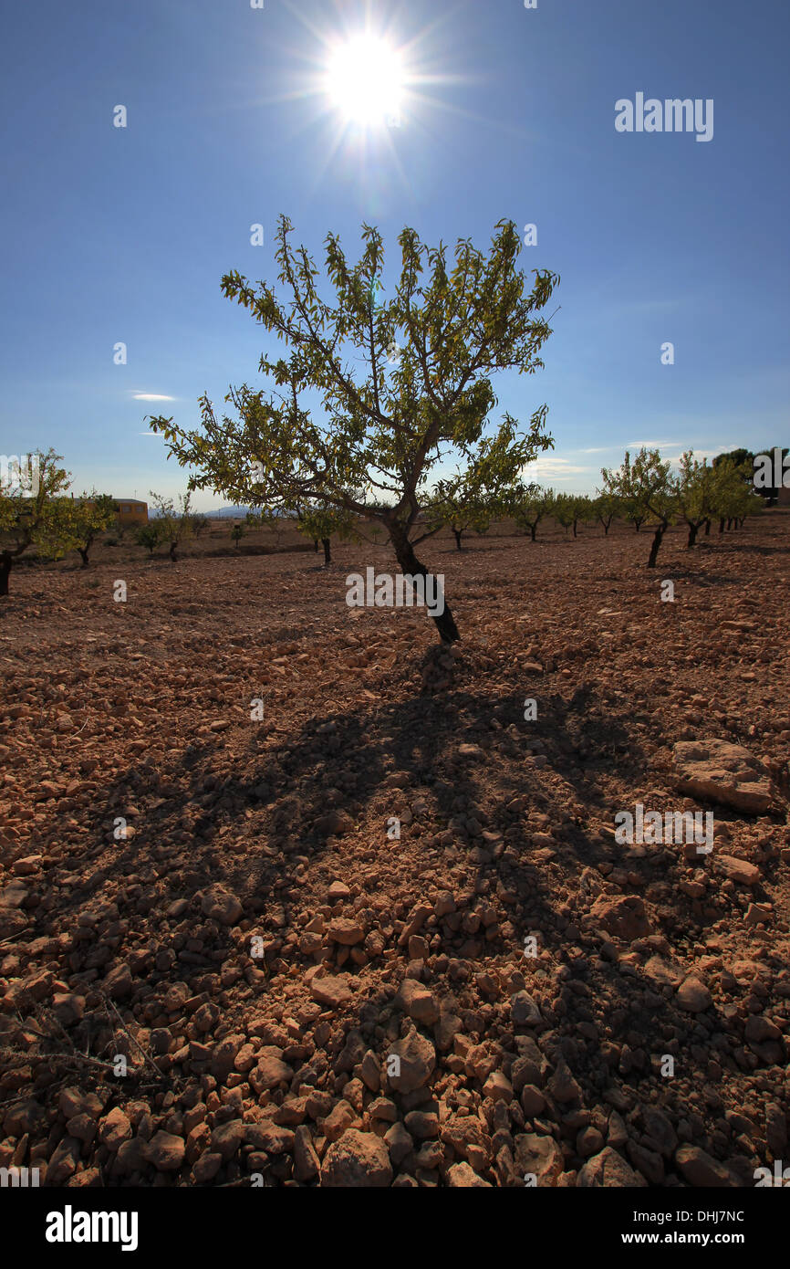 Almond tree farming in Spain Stock Photo - Alamy
