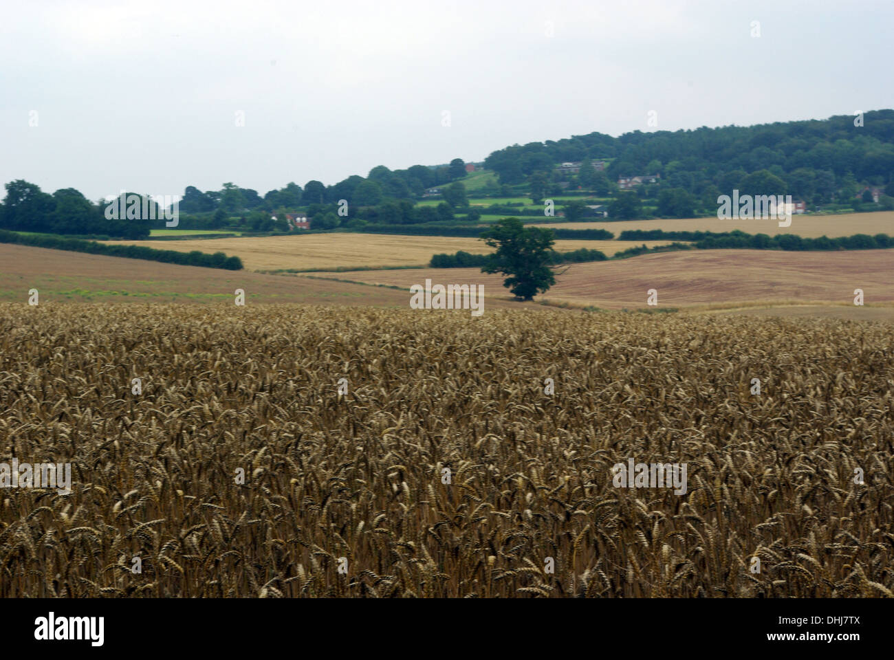 Wheat field Loggerheads Staffordshire Stock Photo - Alamy