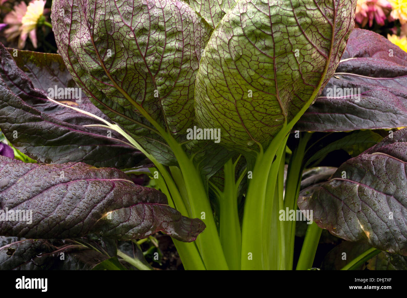 Kale plant (Brassica oleracea) closeup of leaves and stalks in full ...