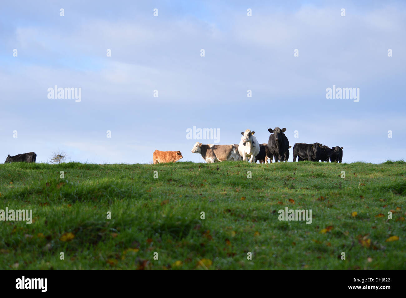 Multi coloured cows High Resolution Stock Photography and Images - Alamy