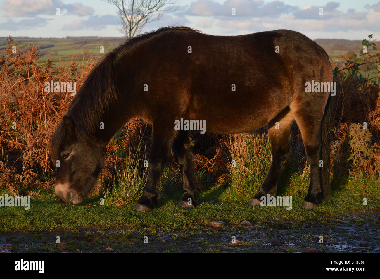 Chestnut coloured pony hi-res stock photography and images - Alamy