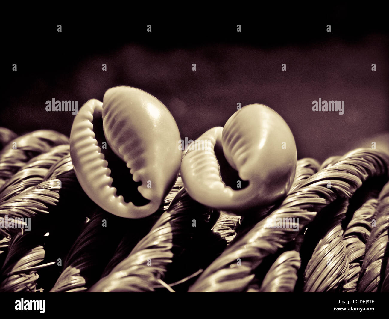 India sea small shells hi-res stock photography and images - Alamy