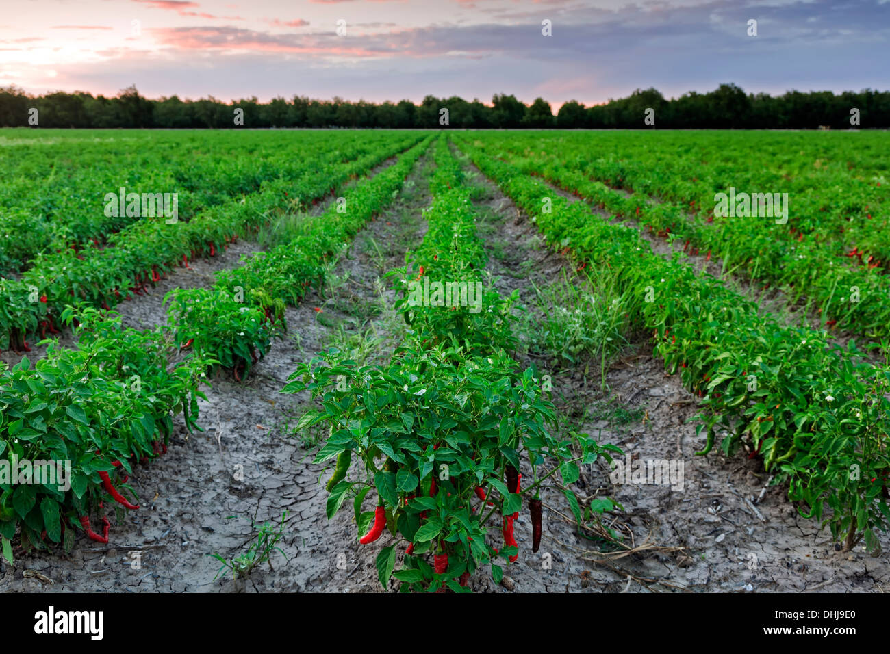 Las cruces, new mexico hi-res stock photography and images - Alamy
