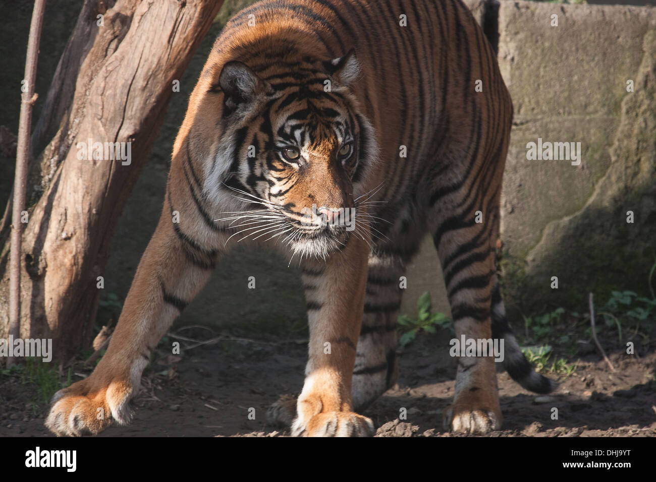 Dangerous tiger hi-res stock photography and images - Alamy