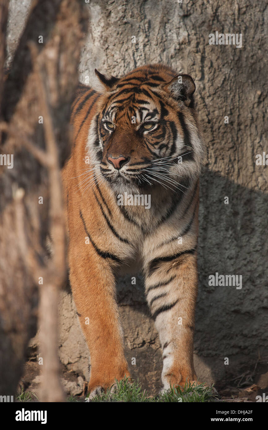 Dangerous tiger hi-res stock photography and images - Alamy