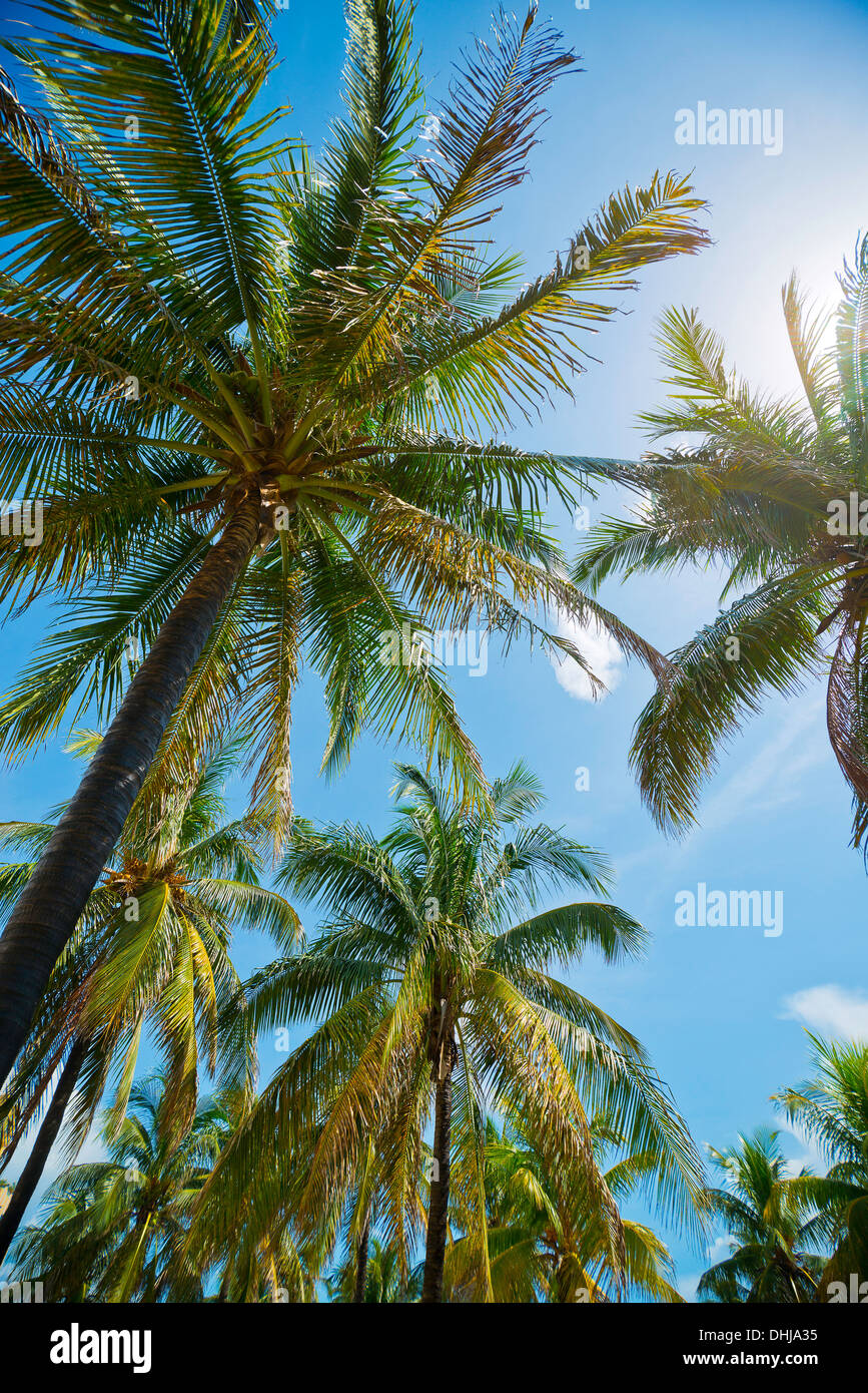 Palm trees and sun hi-res stock photography and images - Alamy