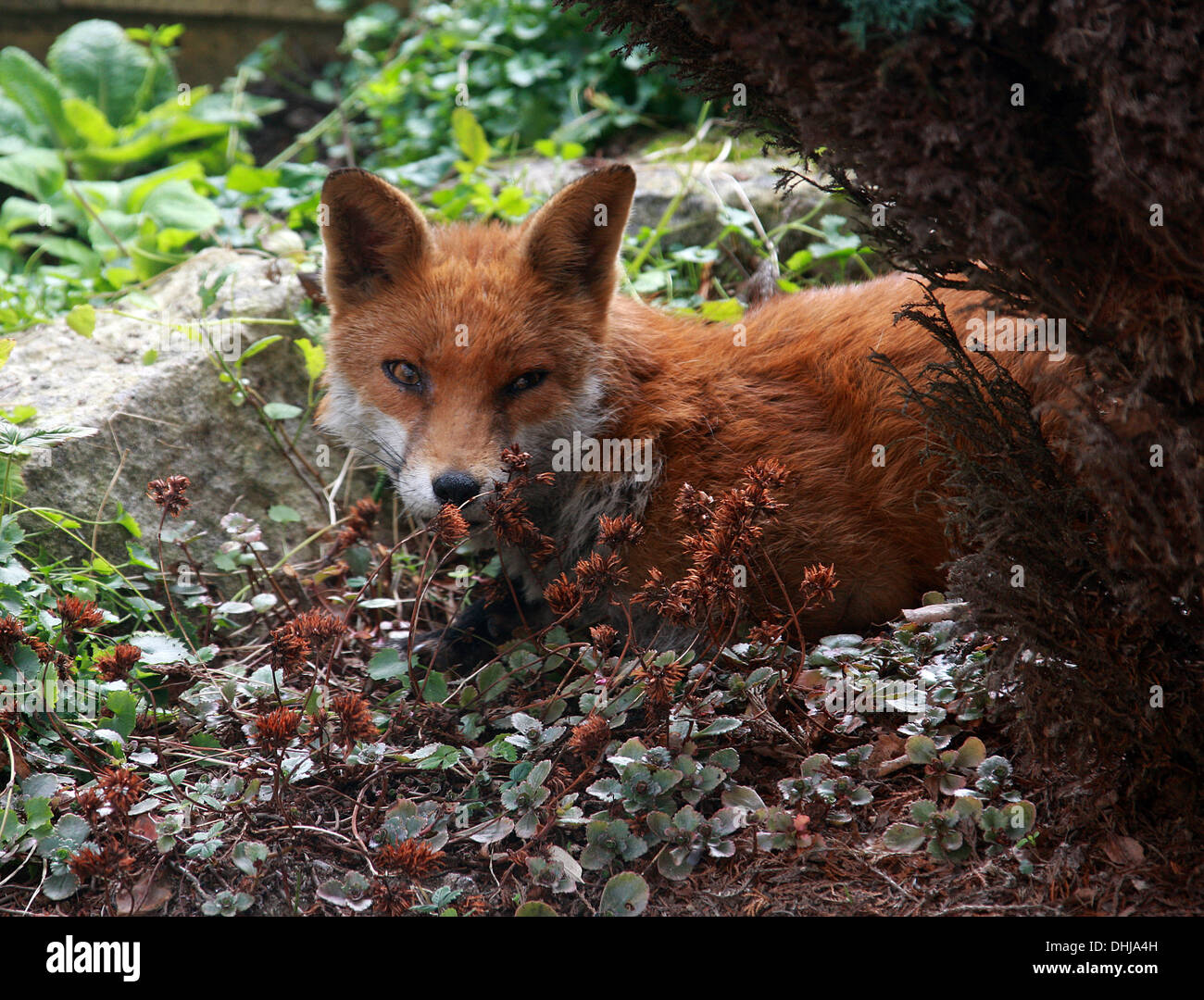 Suburban fauna hi-res stock photography and images - Alamy