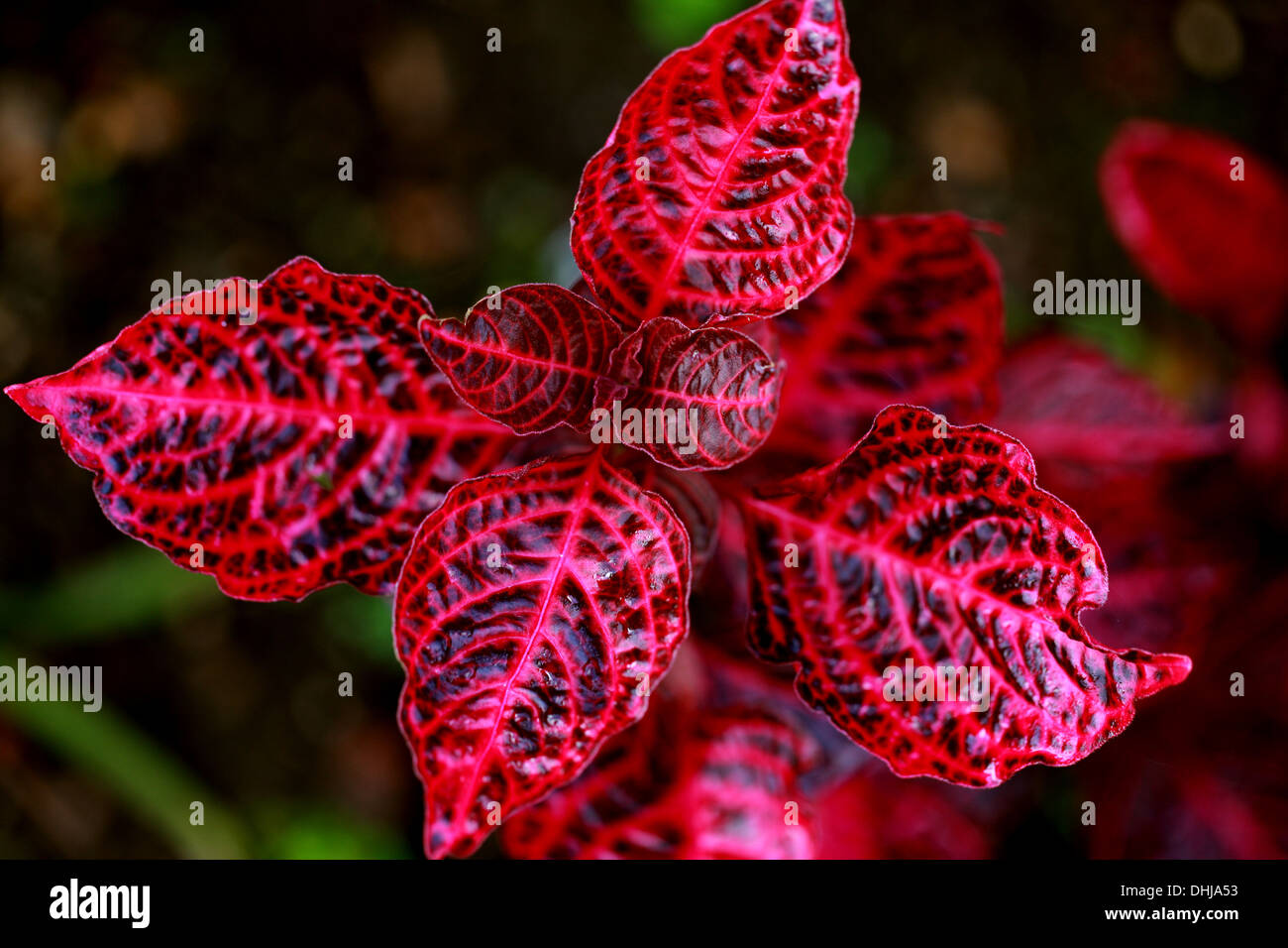 Beefsteak Plant, Iresine herbstii "Brilliantissima", Amaranthaceae. Aka ...