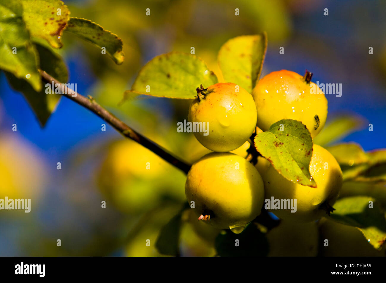 Dripping fruit hi-res stock photography and images - Alamy
