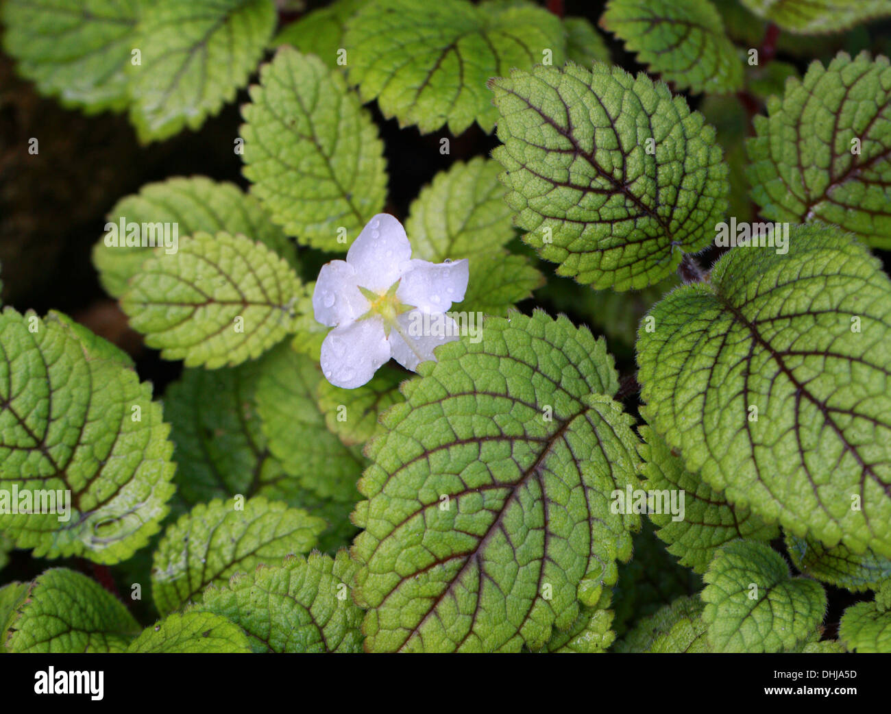 Niphaea oblonga, Gesneriaceae. Central America Stock Photo - Alamy