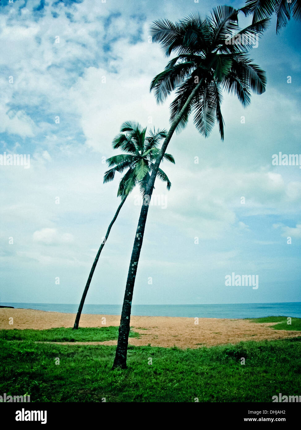 Coconut palm trees at backwaters, Alleppey, Kerala, India Stock Photo ...