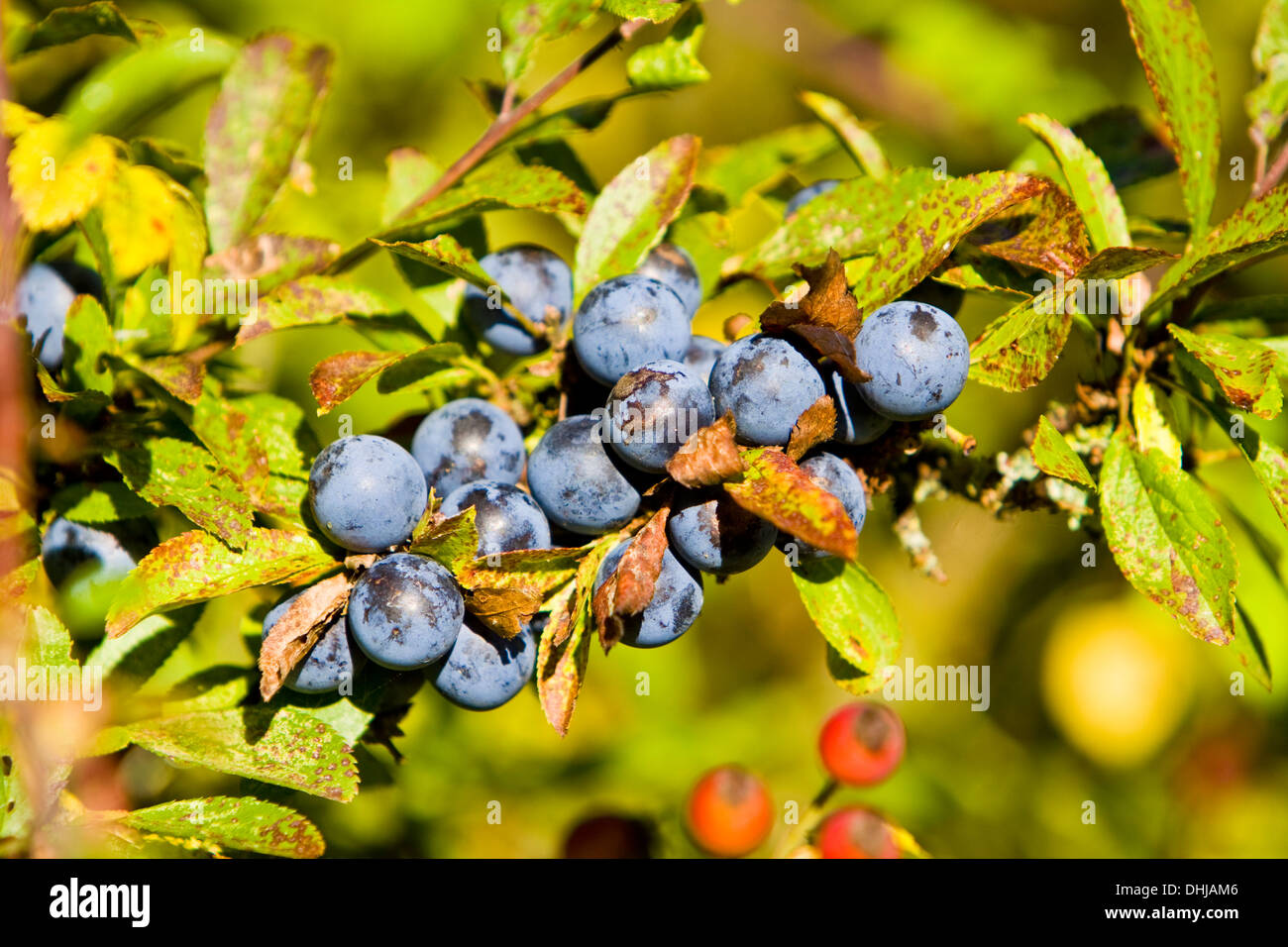 Prunus Spinosa Berry Stock Photos & Prunus Spinosa Berry Stock Images ...