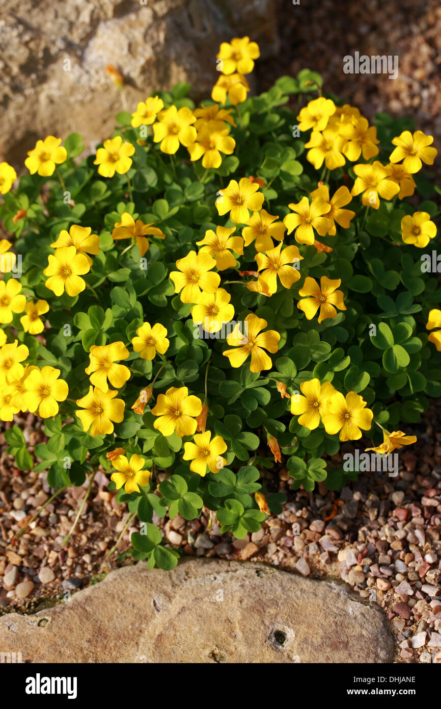Mexico brasil hi-res stock photography and images - Alamy