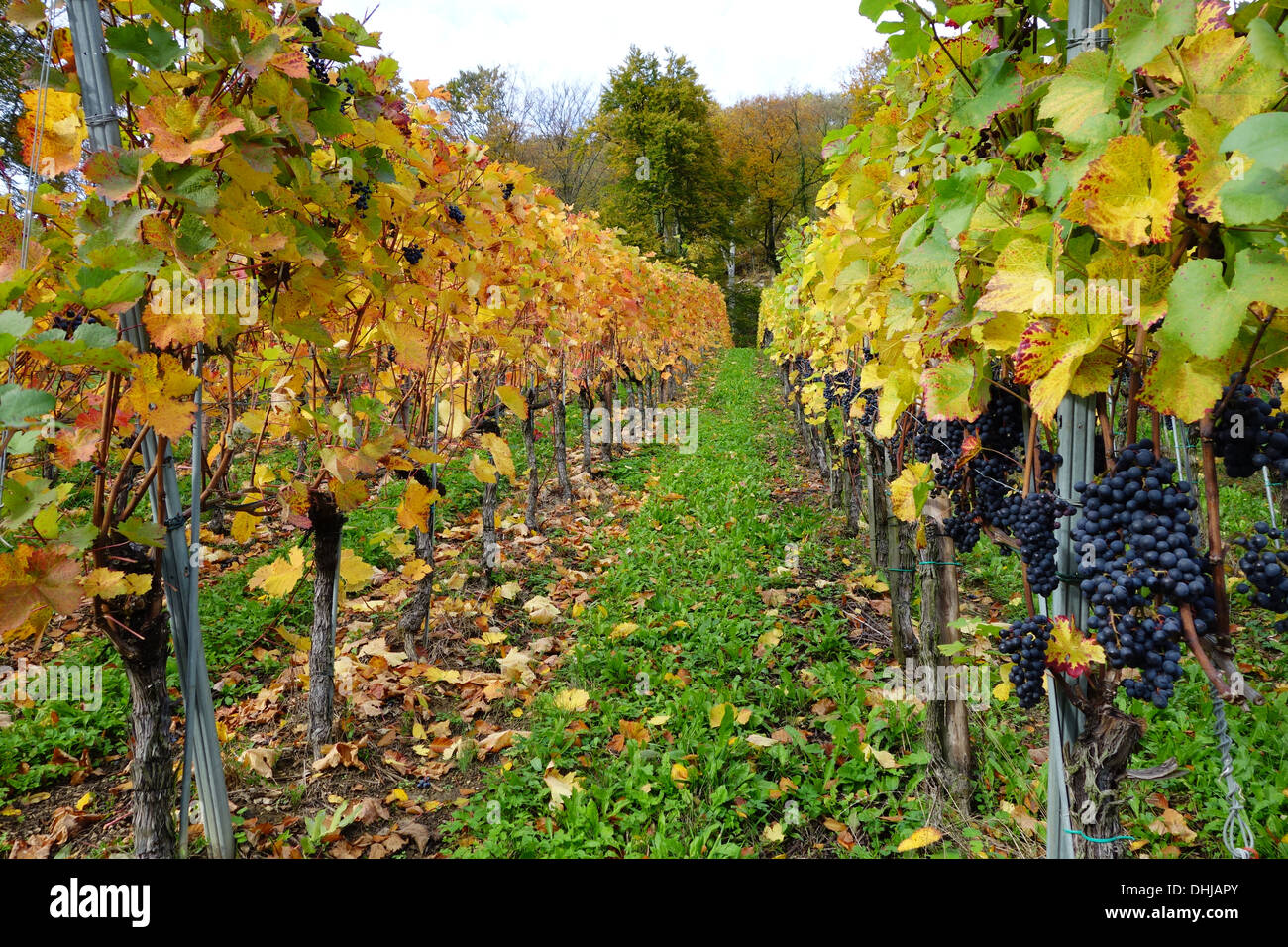 Grapes autumn hi-res stock photography and images - Alamy