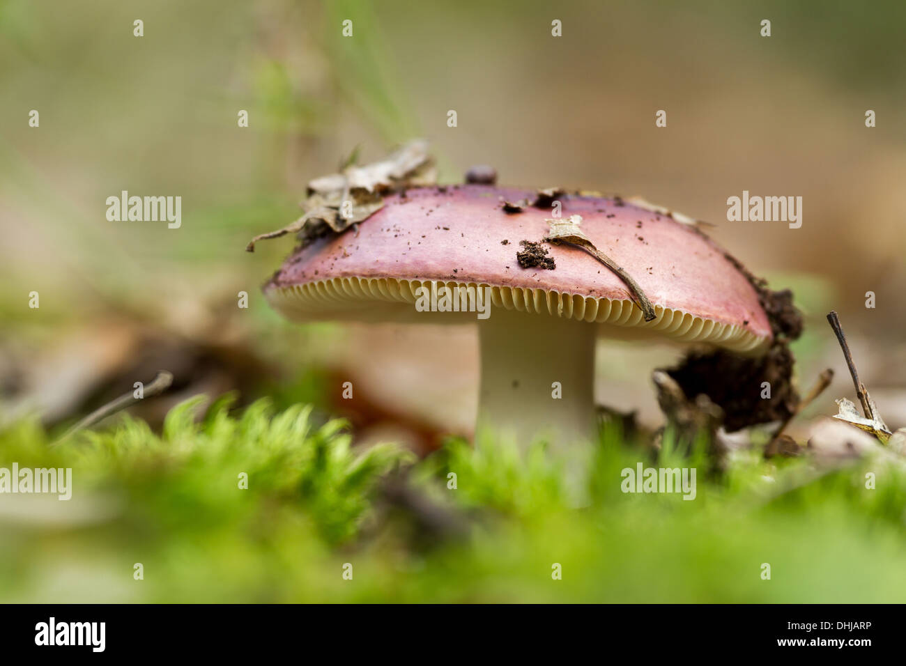 Red mushroom russula in the forest Stock Photo - Alamy
