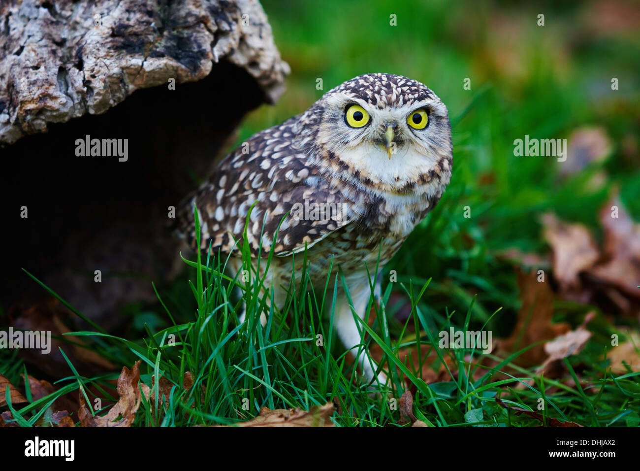 Little owl on ground hi-res stock photography and images - Alamy