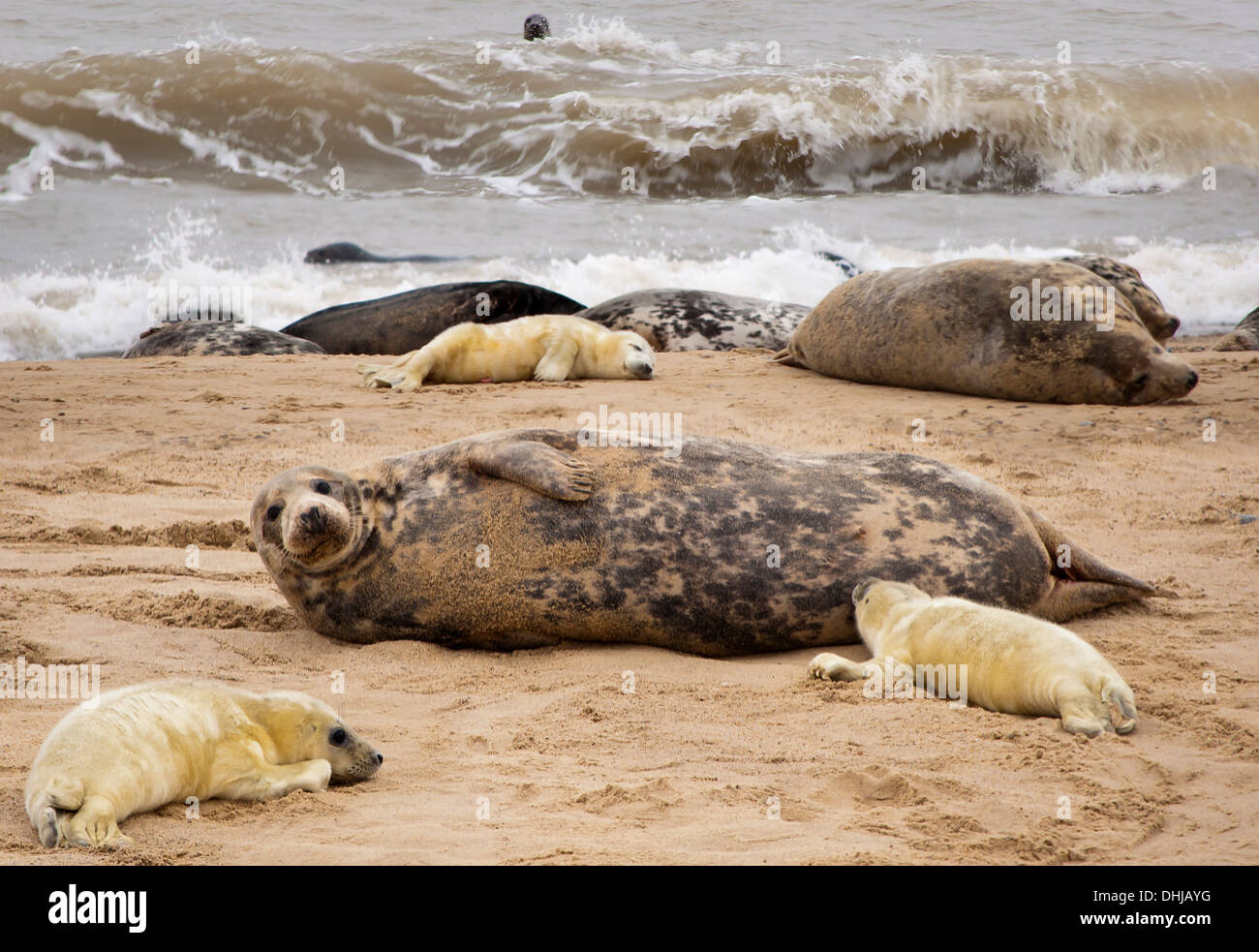 Grey Seals pup pups halichoerus gryphus Horsey Gap seal colony Norfolk ...