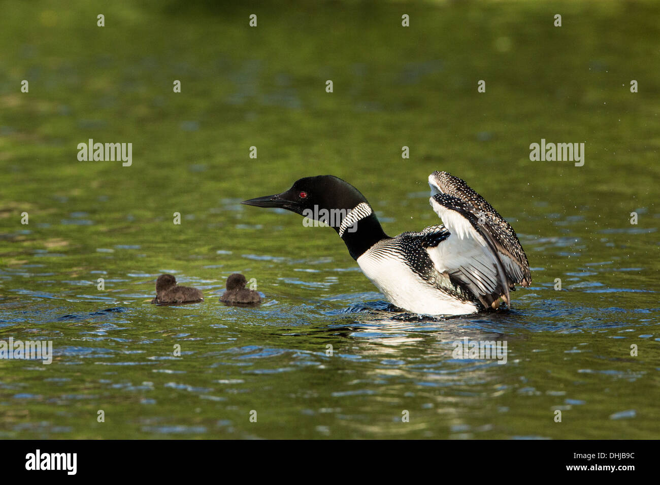 Common loon stretching wings hi-res stock photography and images - Alamy