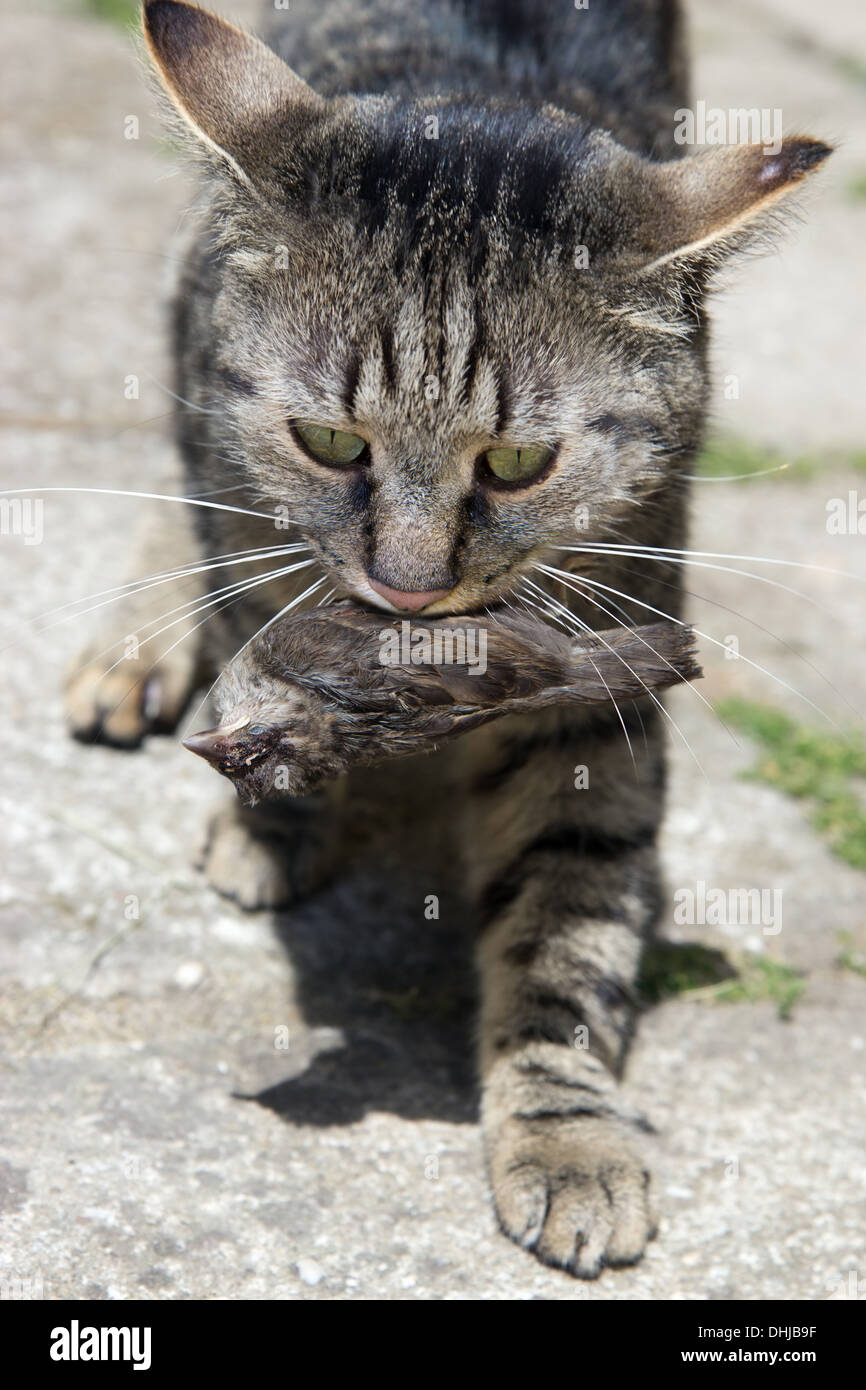 Cat hunted a bird Stock Photo - Alamy