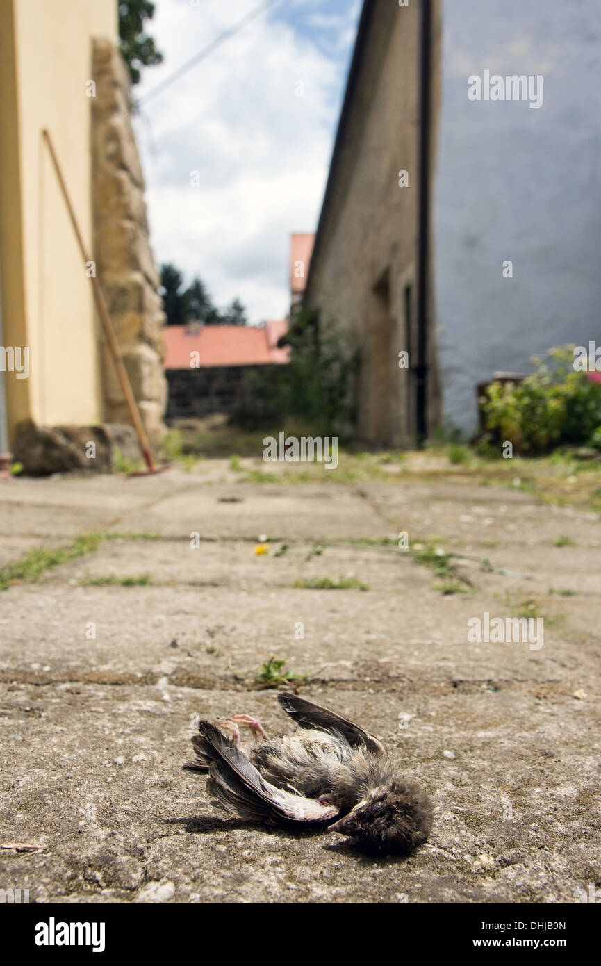 Suffering bird hi-res stock photography and images - Alamy