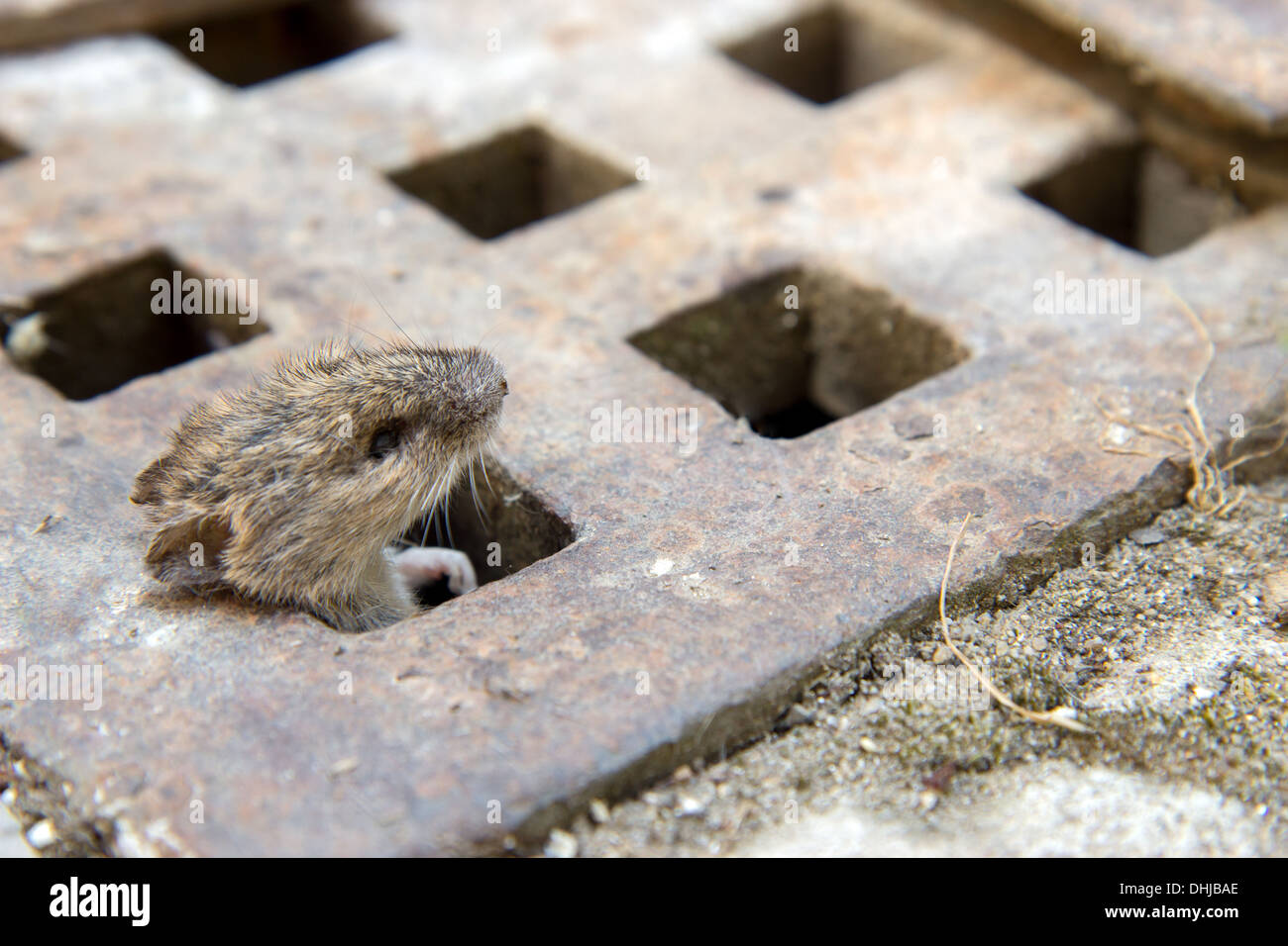 Peeping mouse hi-res stock photography and images - Alamy