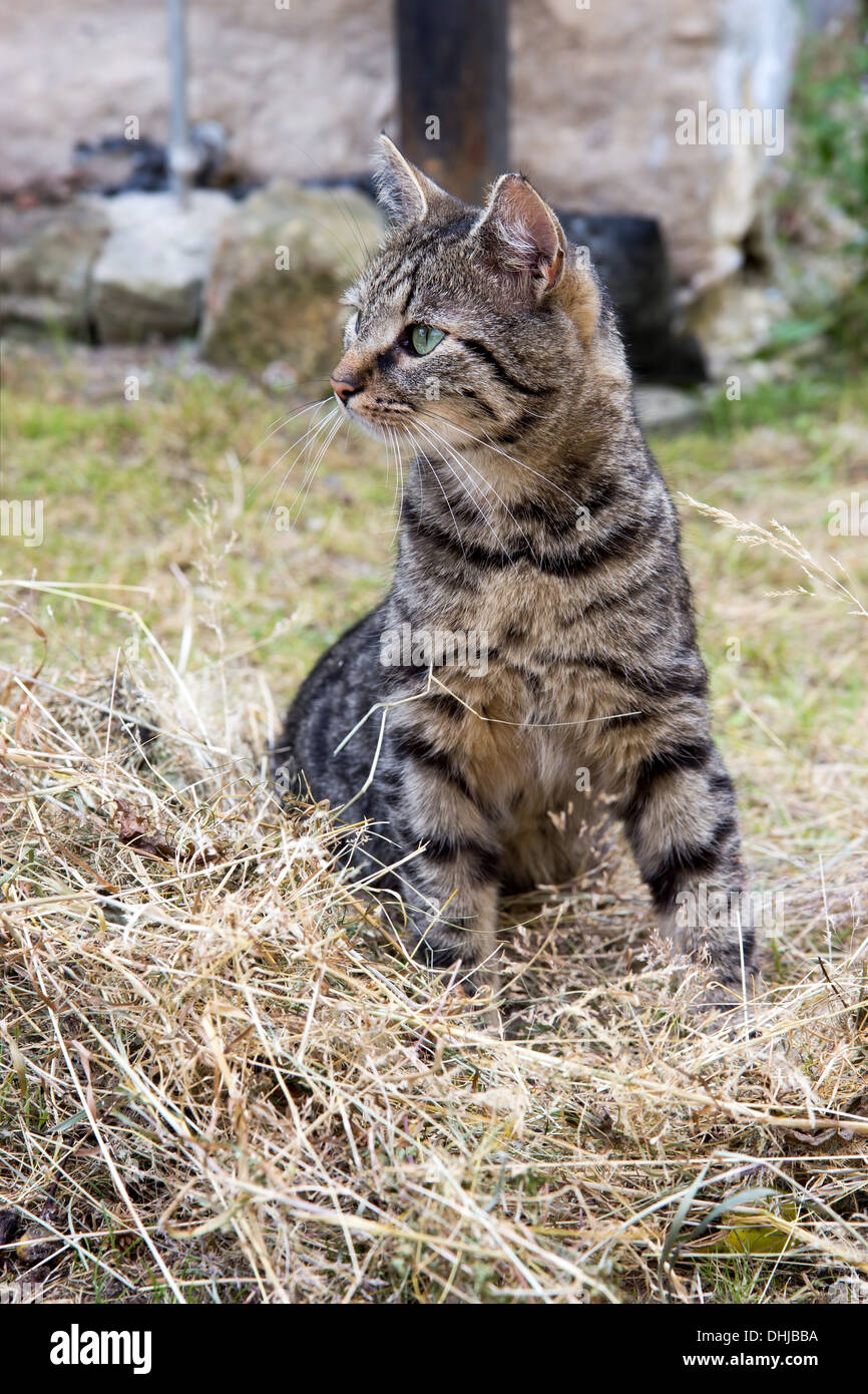 Grinning cat hi-res stock photography and images - Alamy