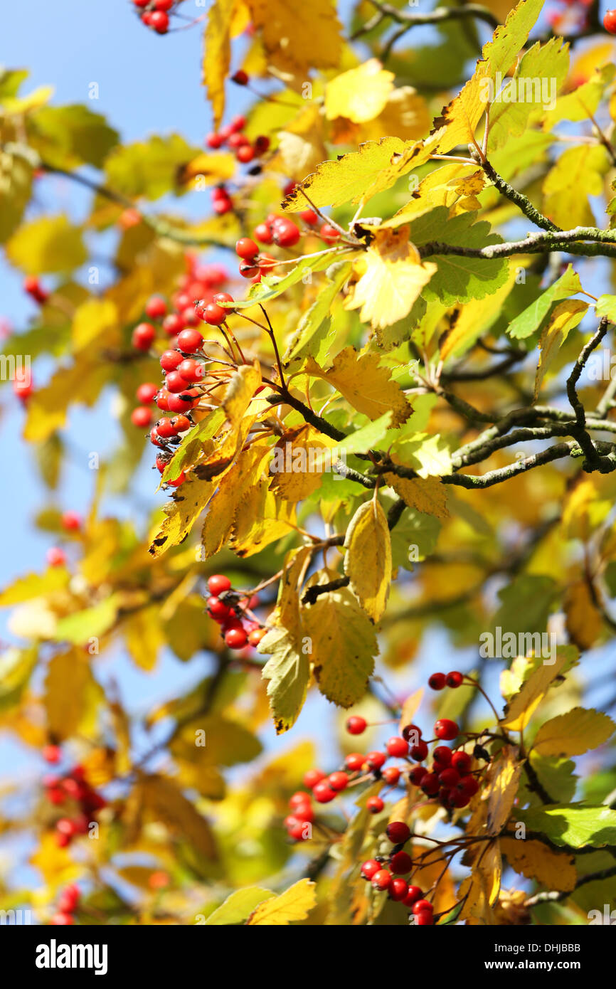 Wild red berries with yellow autumn season leaves Stock Photo - Alamy