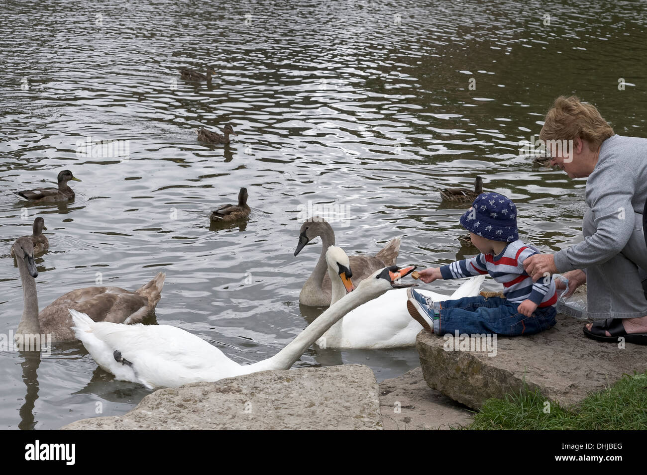 Woman feeding swan hi-res stock photography and images - Alamy