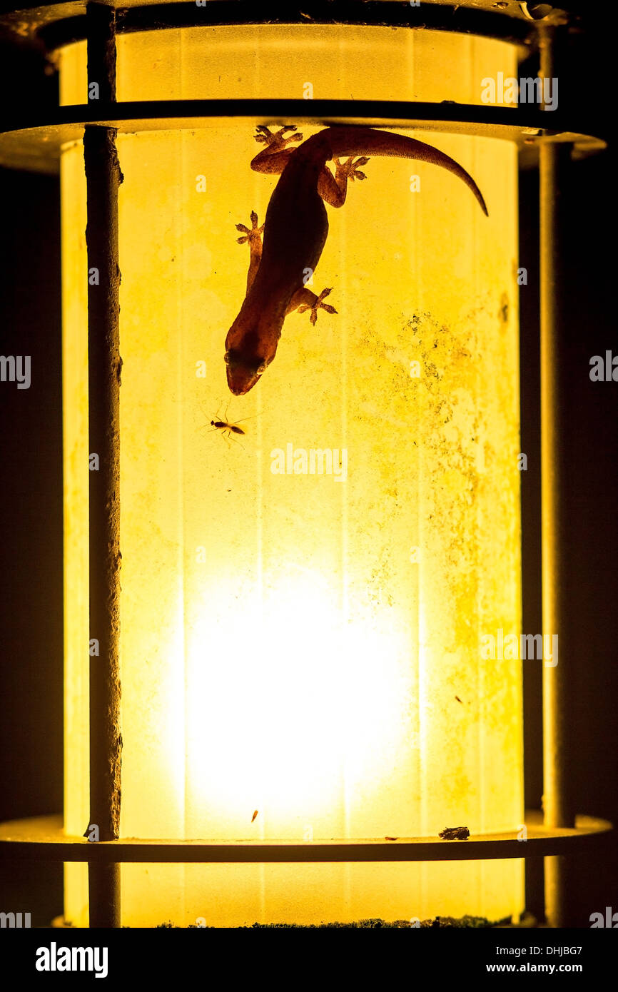 gecko on the lamp Stock Photo - Alamy
