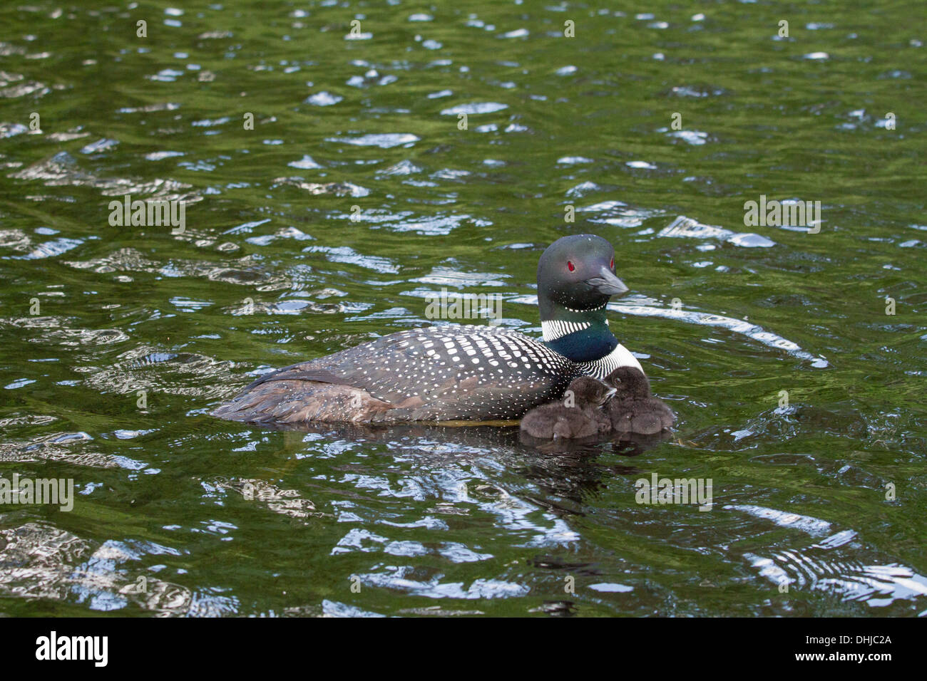 Common loon adult hi-res stock photography and images - Alamy