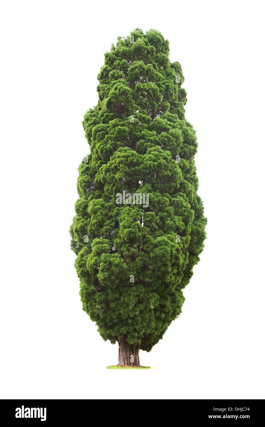 Green pine branch large Cut Out Stock Images & Pictures - Alamy