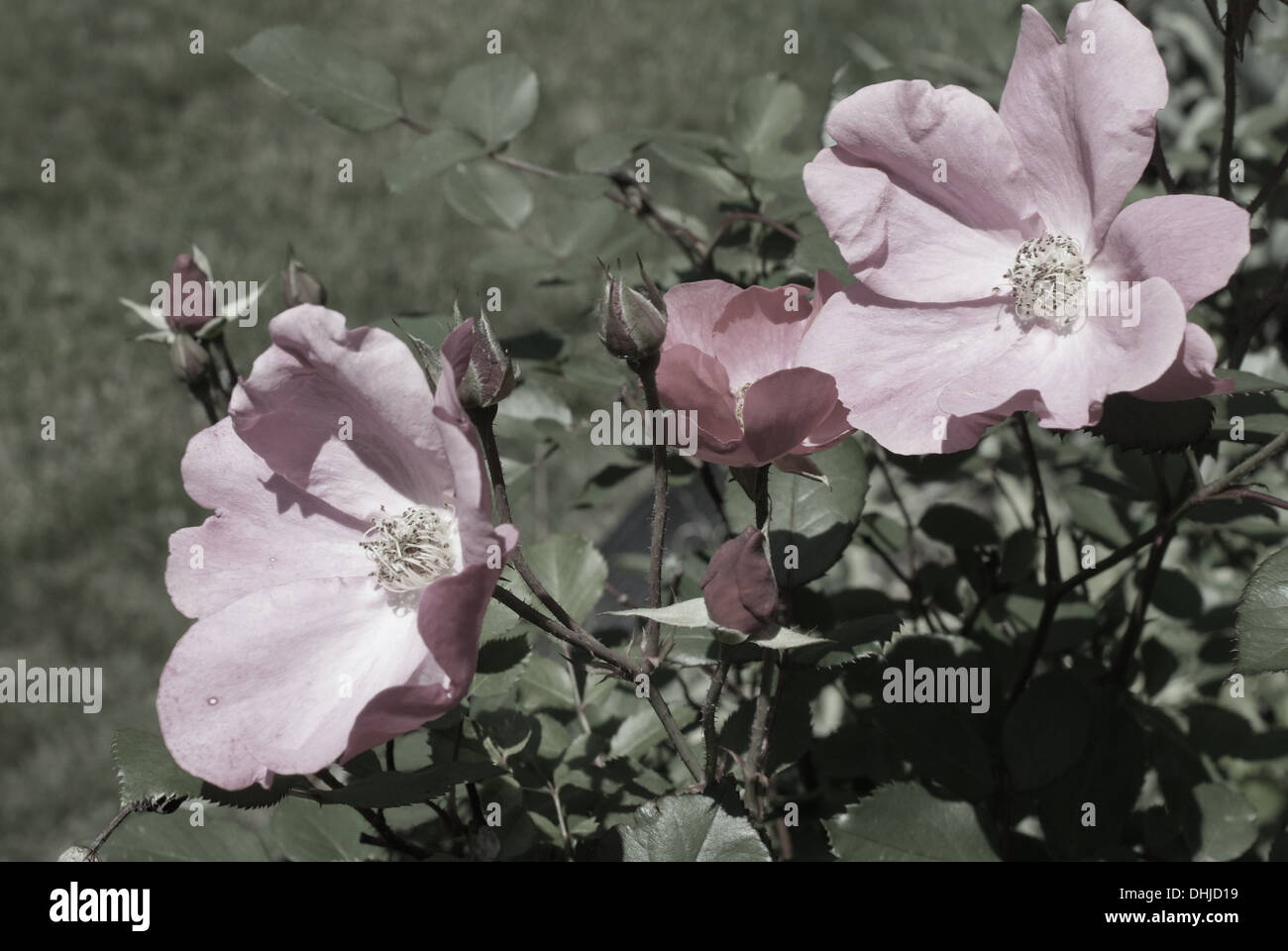 Old fashioned rose bush Stock Photo - Alamy