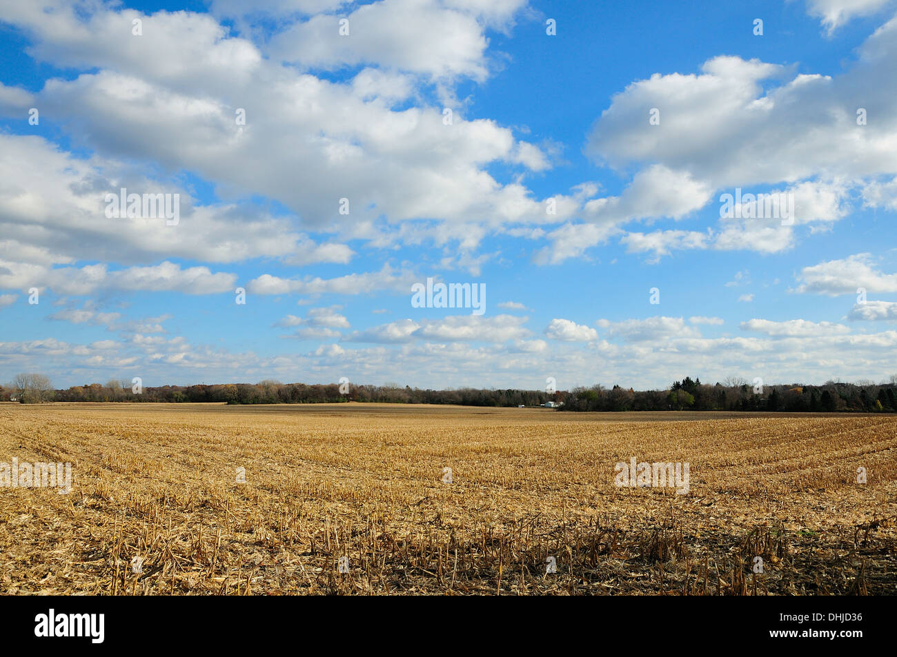 Cut into the corn field hi-res stock photography and images - Alamy