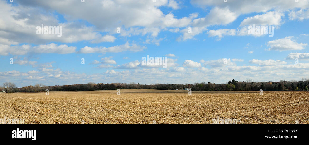 Freshly cut feed corn field in autumn Stock Photo - Alamy