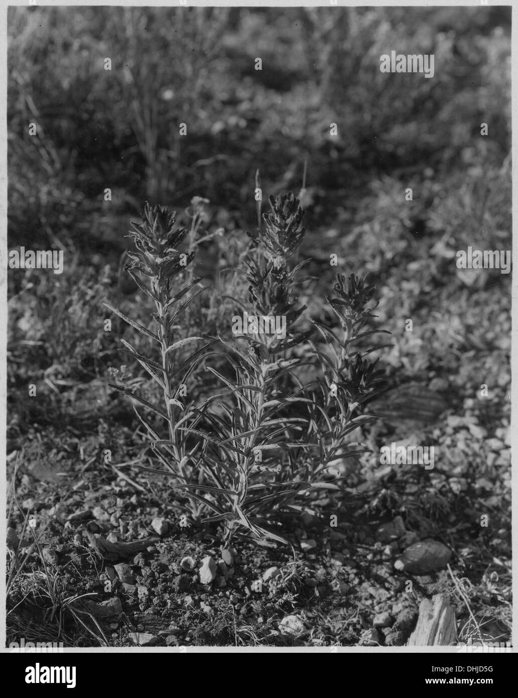 Wildflower native wild Black and White Stock Photos & Images - Alamy