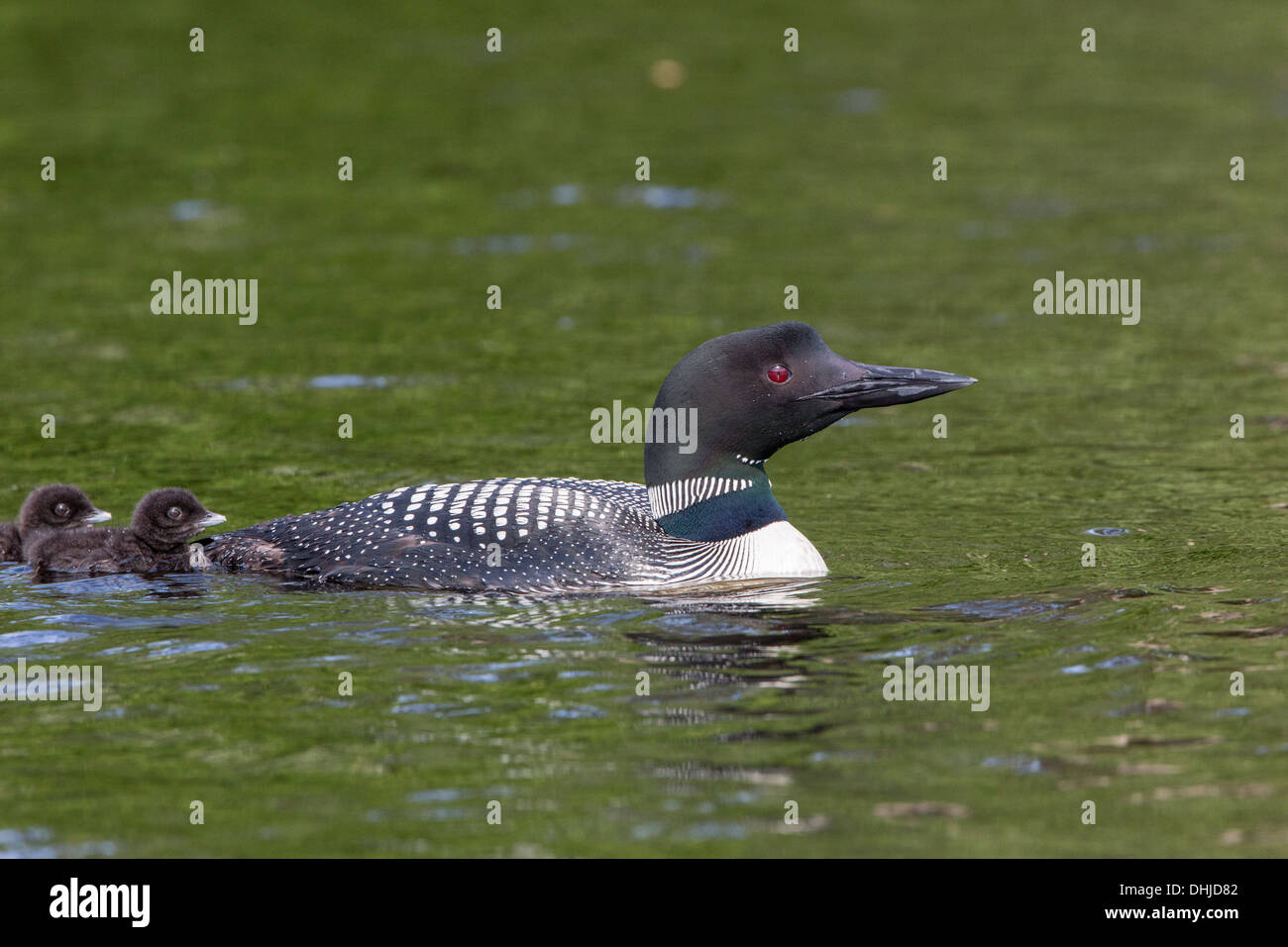 Family loons hi-res stock photography and images - Alamy