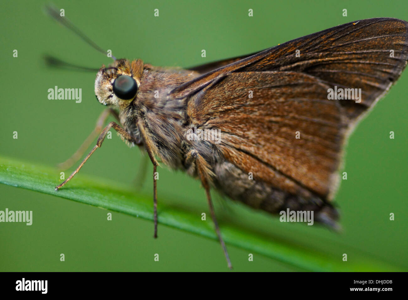 Macro image of skipper butterfly (Hesperiidae Stock Photo - Alamy