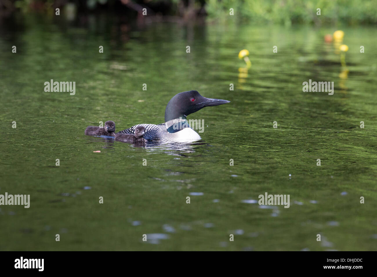 Family loons hi-res stock photography and images - Alamy