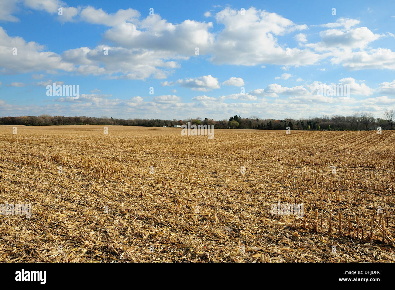 Corn field in autumn hi-res stock photography and images - Alamy