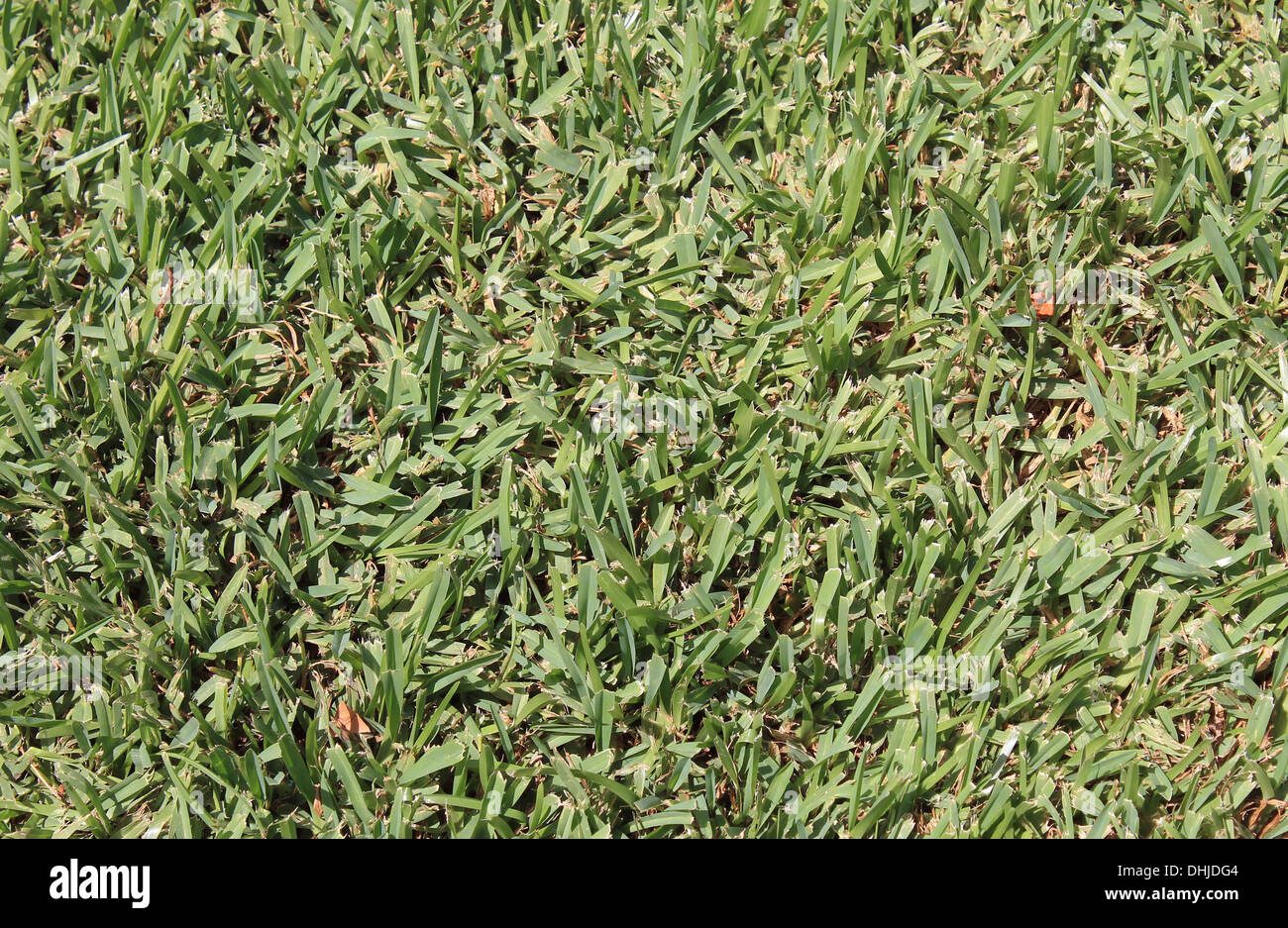 Green grass background hi-res stock photography and images - Alamy