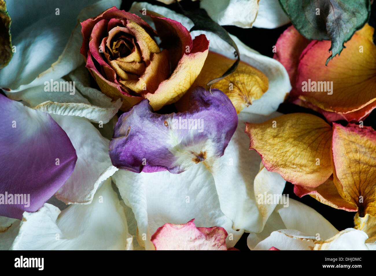Withered petals hi-res stock photography and images - Alamy