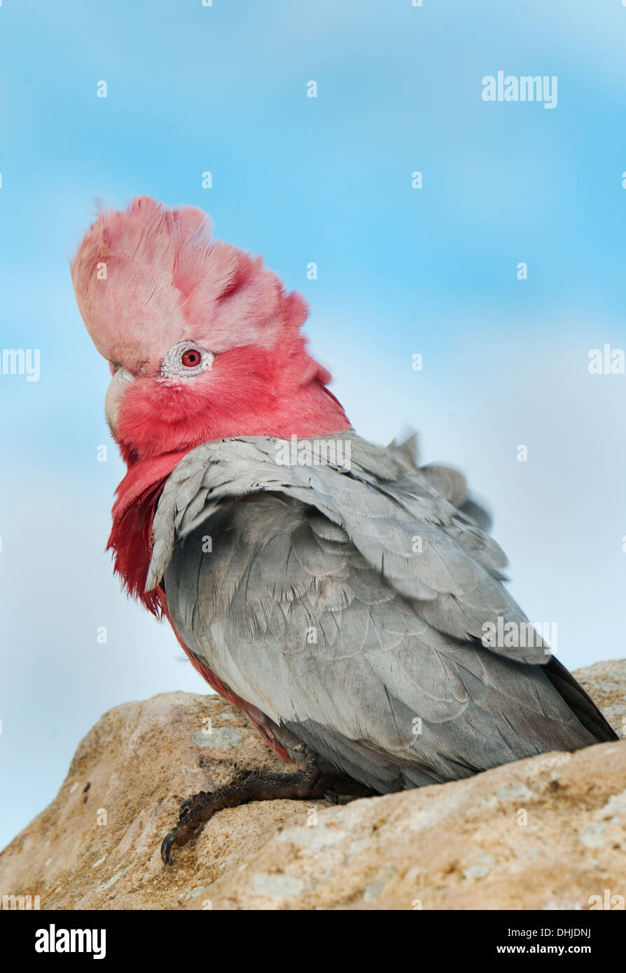 Galah hi-res stock photography and images - Alamy