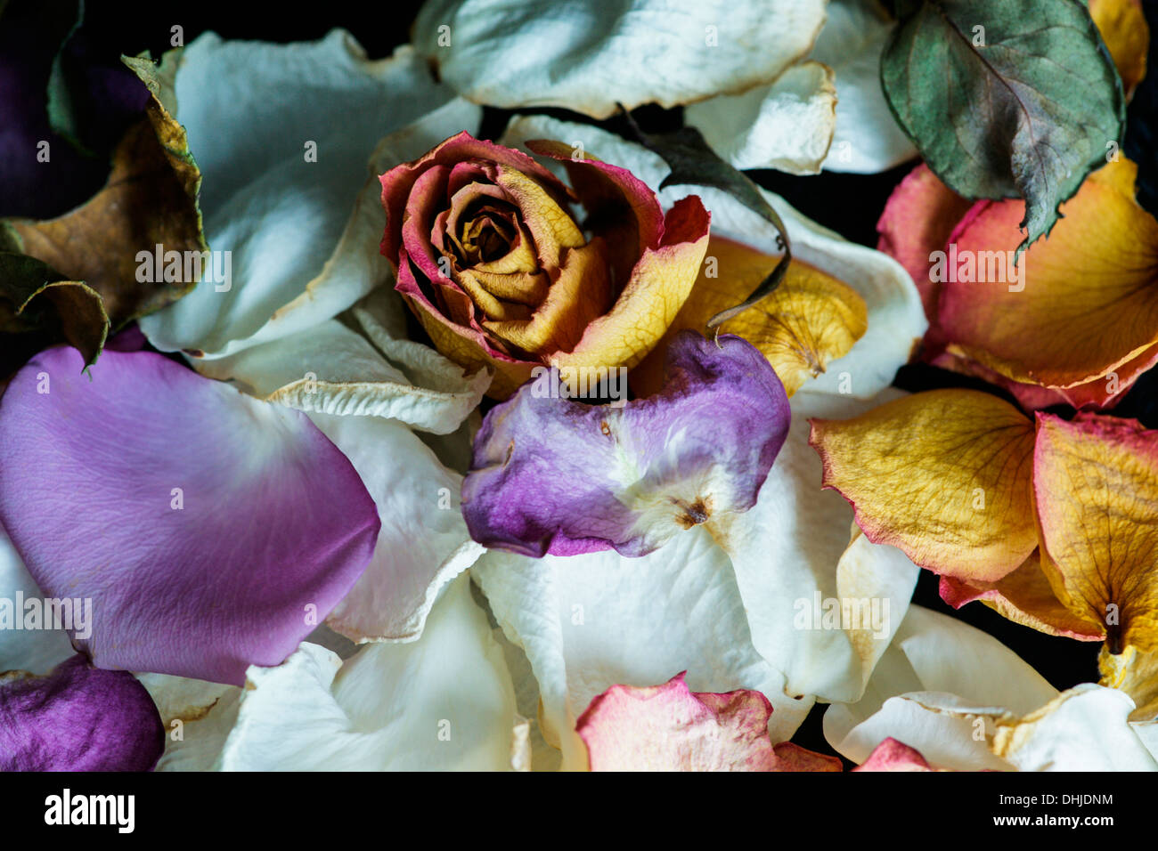 Withered petals hi-res stock photography and images - Alamy
